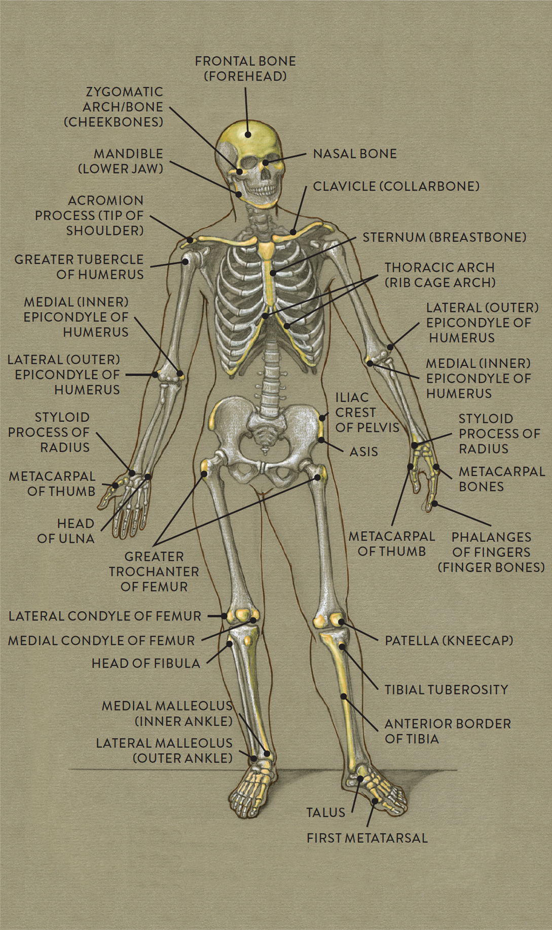 Human Face Bone Anatomy