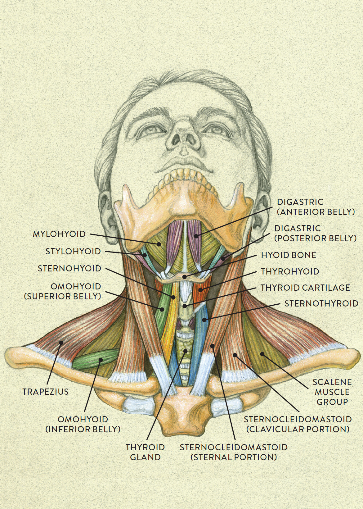 Muscles Of The Neck And Torso Classic Human Anatomy In Motion The Muscles Of The Neck And Torso Classic Human Anatomy In Motion The
