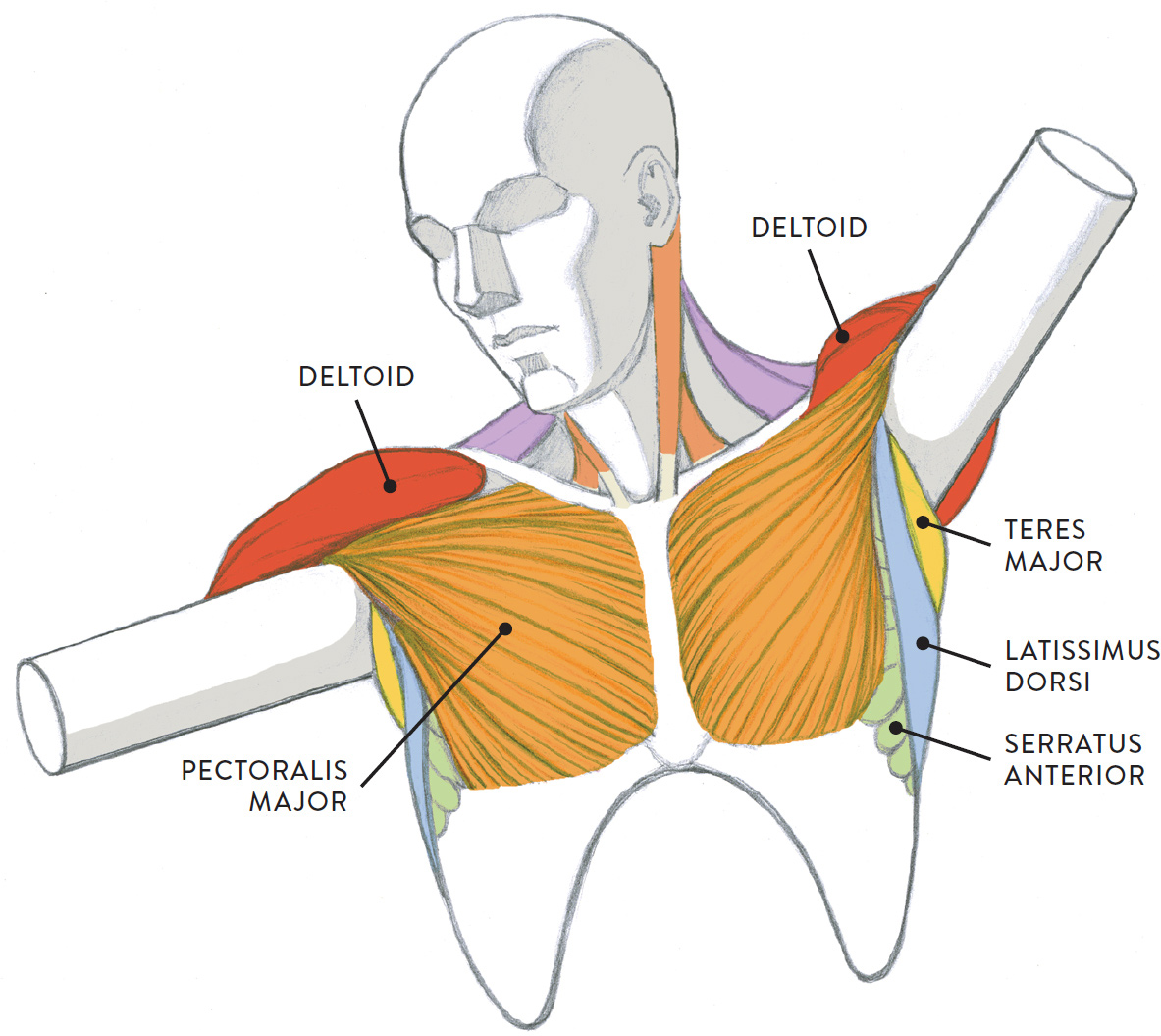 DIAGRAM Pectoralis Major Muscle Diagram MYDIAGRAM ONLINE DIAGRAM Pectoralis Major Muscle Diagram MYDIAGRAM ONLINE