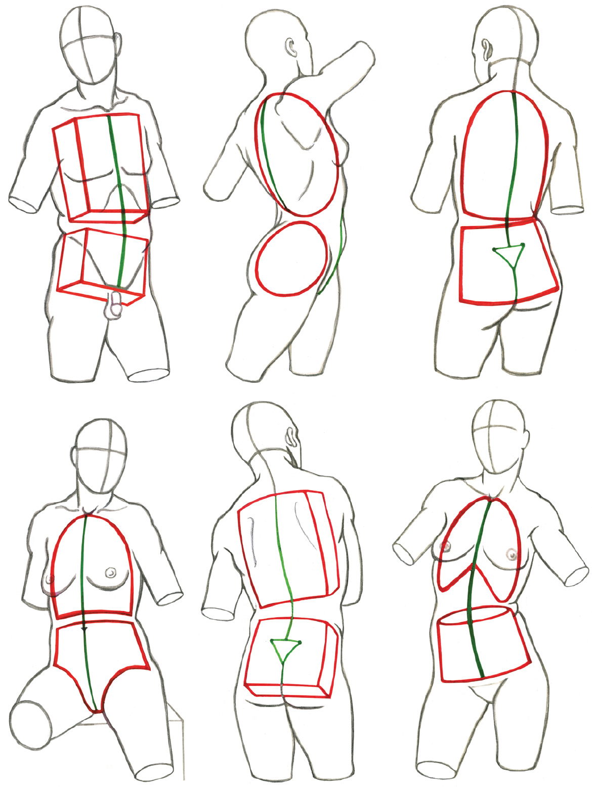 Structures And Planes Of The Figure Classic Human Anatomy In Motion