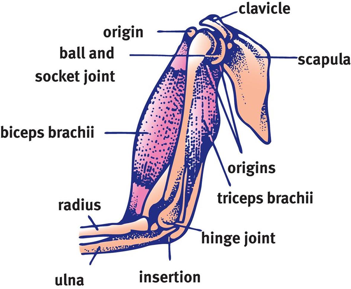 The Skeletal System The Musculoskeletal System MCAT Biology Review The Skeletal System The Musculoskeletal System MCAT Biology Review