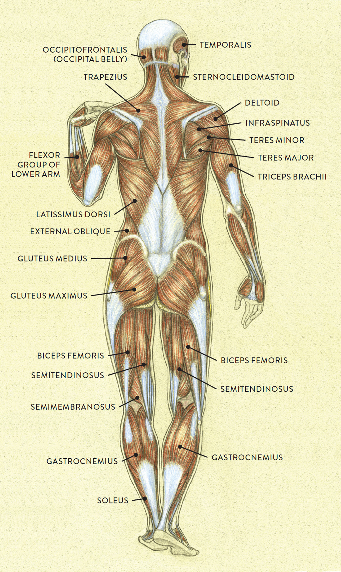 Posterior Anterior Body Diagram Posterior Anterior Body Diagram