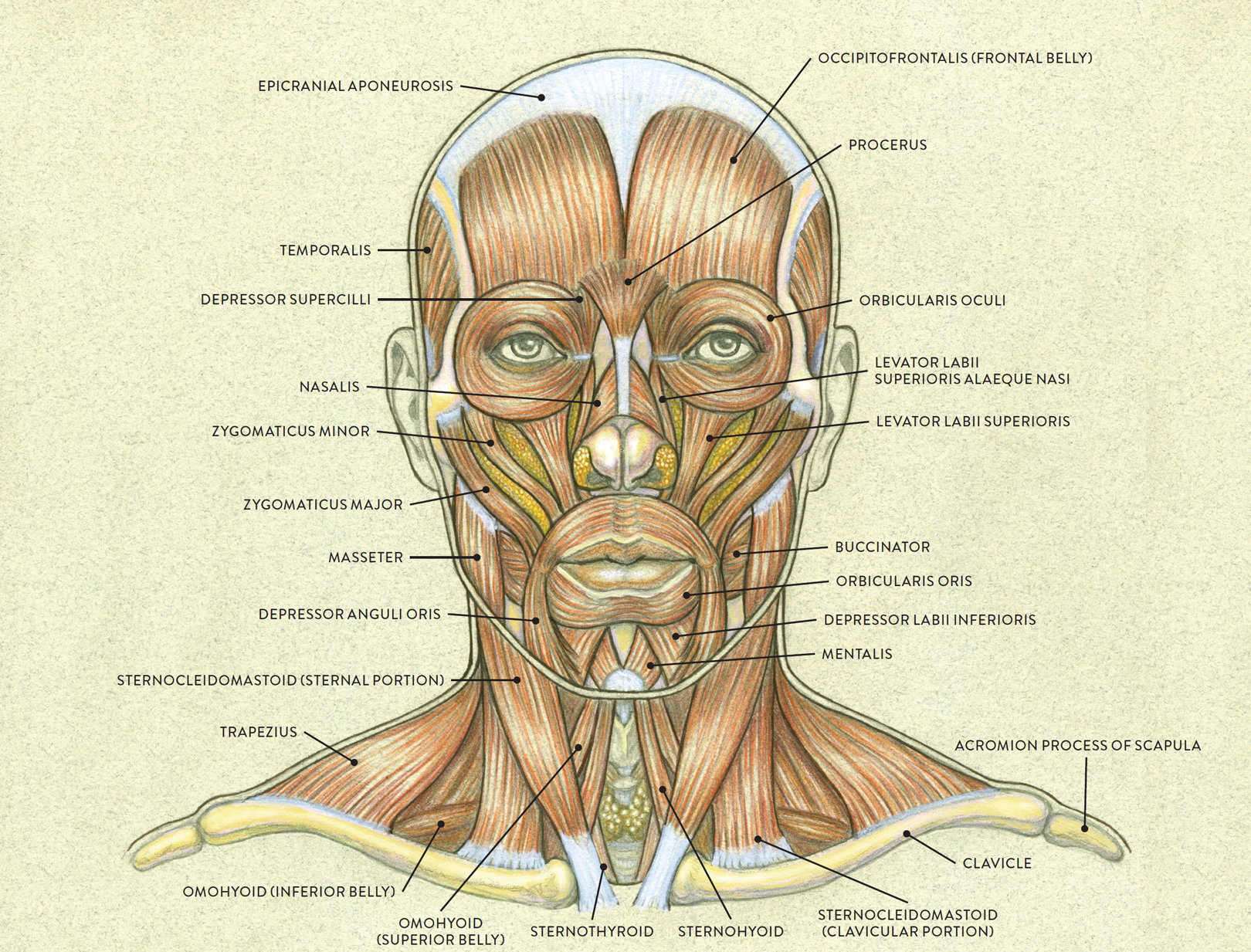 MUSCLES OF THE FACE LATERAL VIEW MUSCLES OF THE FACE LATERAL VIEW