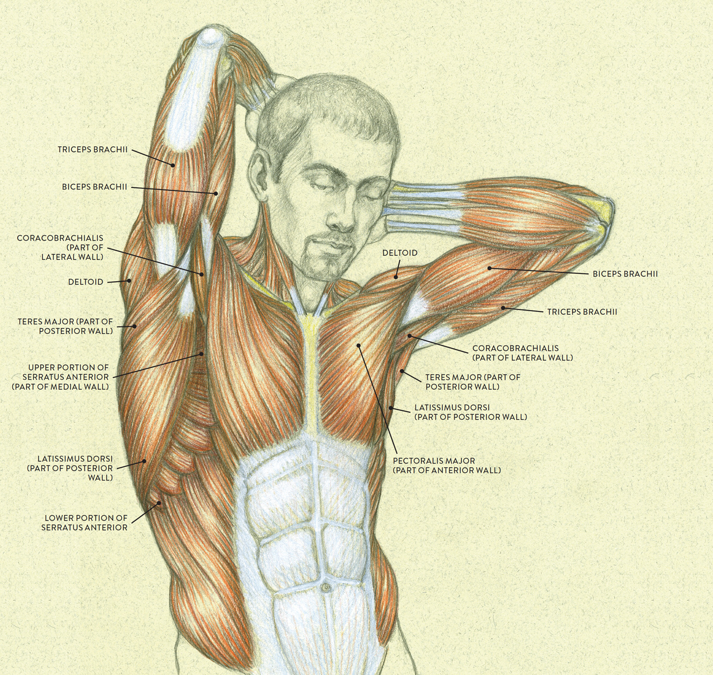 Muscles Of Torso Muscles Of The Human Torso 3D Model The Muscles Of Muscles Of Torso Muscles Of The Human Torso 3D Model The Muscles Of
