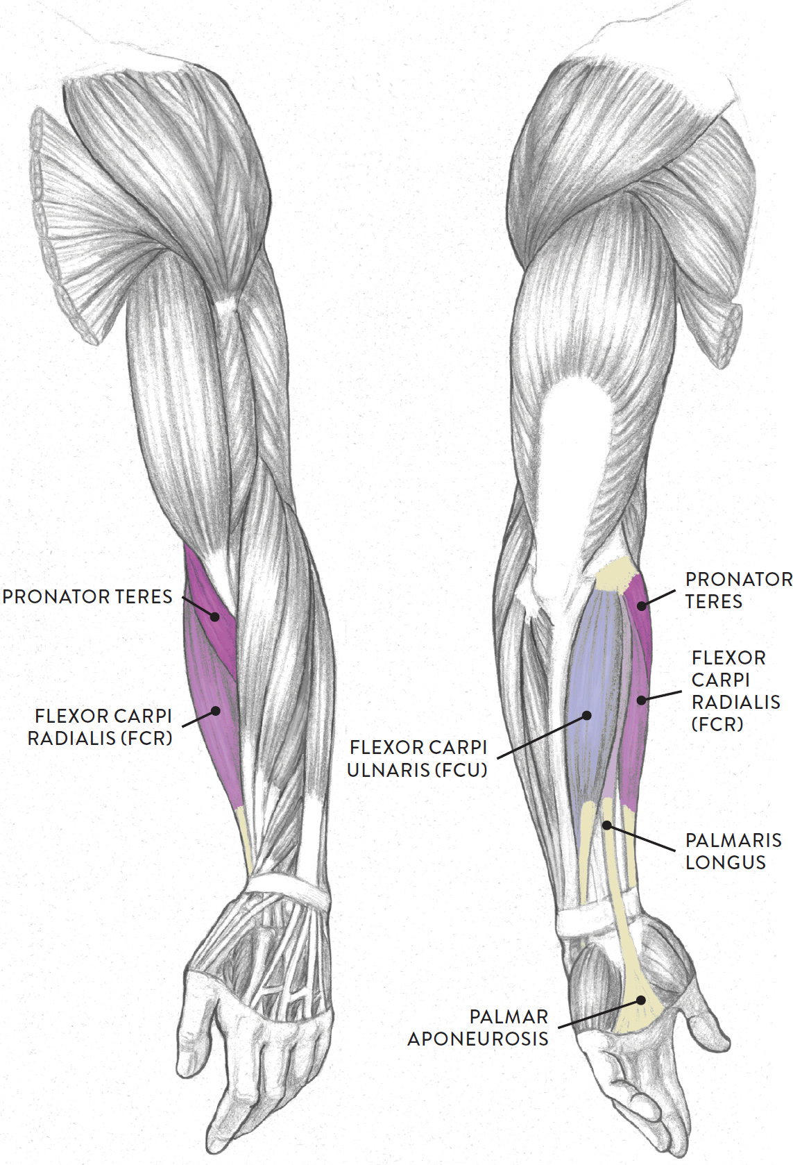 Left Upper And Lower Arm Left Upper And Lower Arm