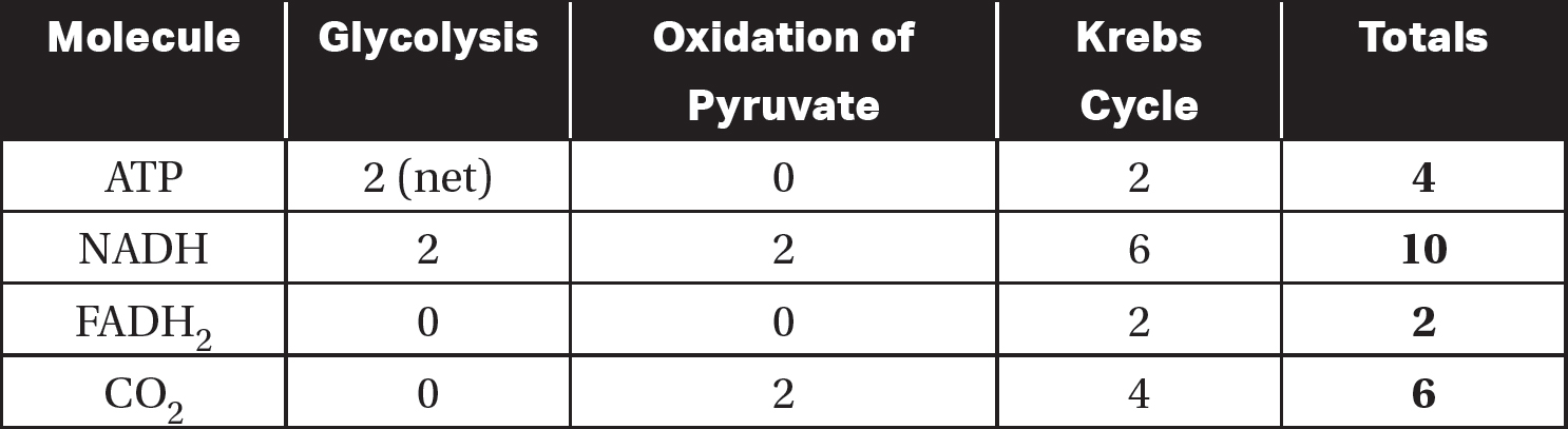 9 Cellular Respiration - UNIT 3 Cellular Energetics