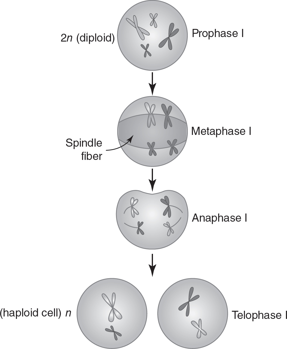 12 Meiosis and Genetic Diversity - UNIT 5 Heredity