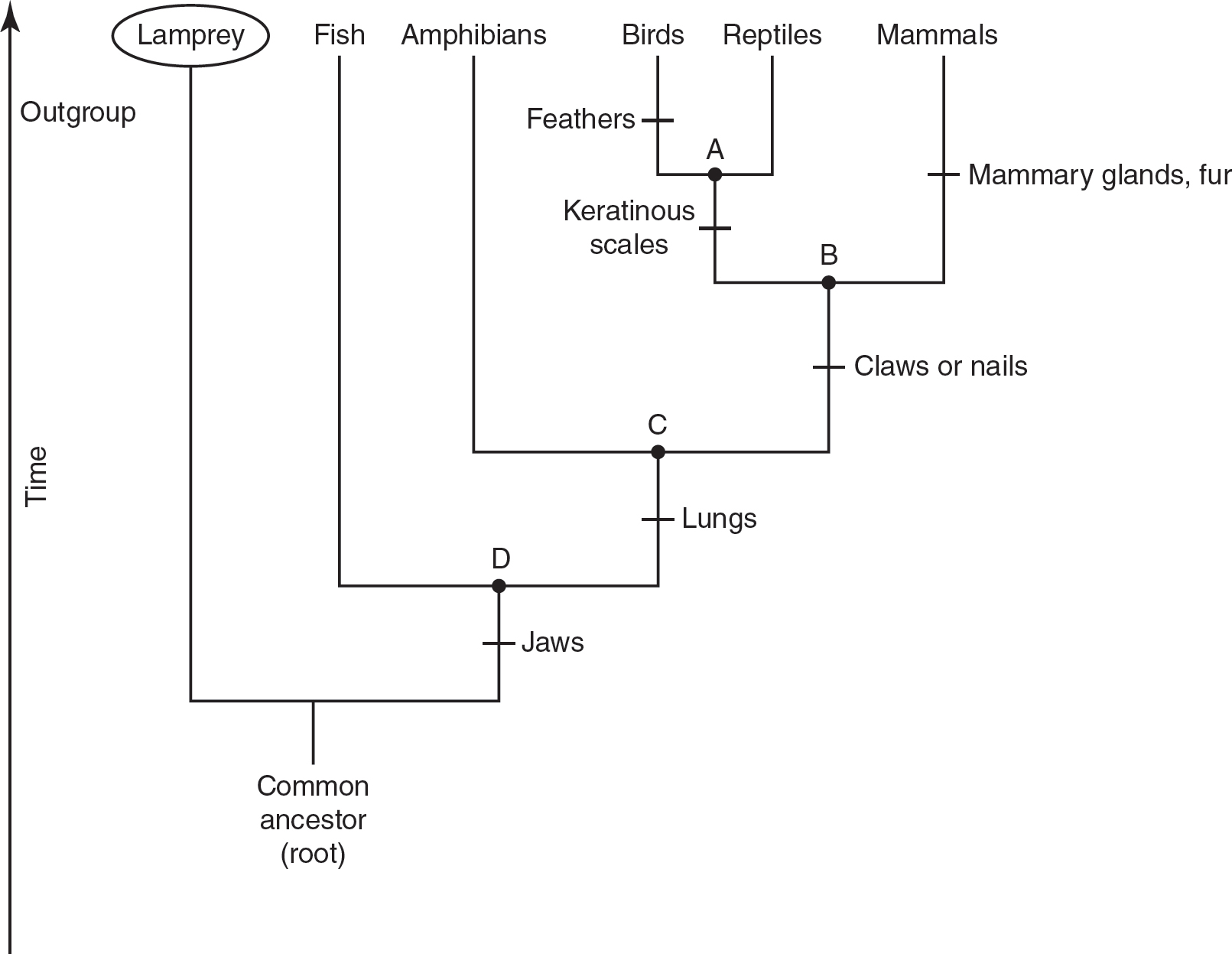 21 Phylogeny, Speciation, and Extinction - UNIT 7 Natural Selection