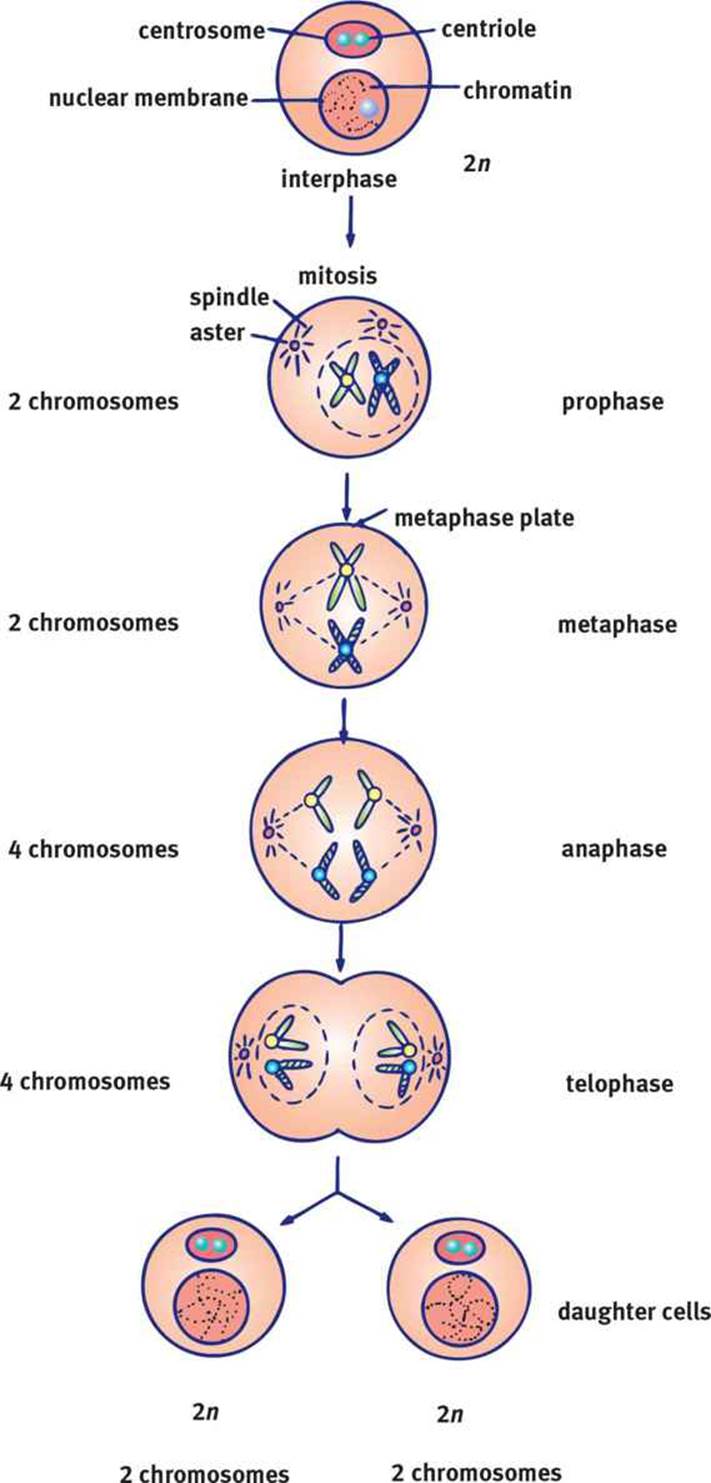 Mitosis Stages Mitosis Stages