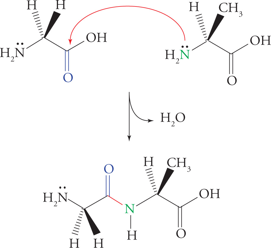 Biologically Important Molecules